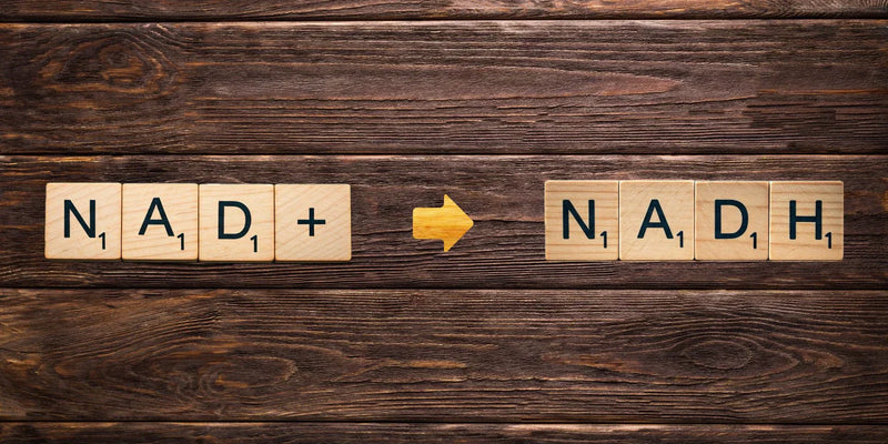 How Does NAD+ Become NADH? Here's Everything You Need to Know – omre